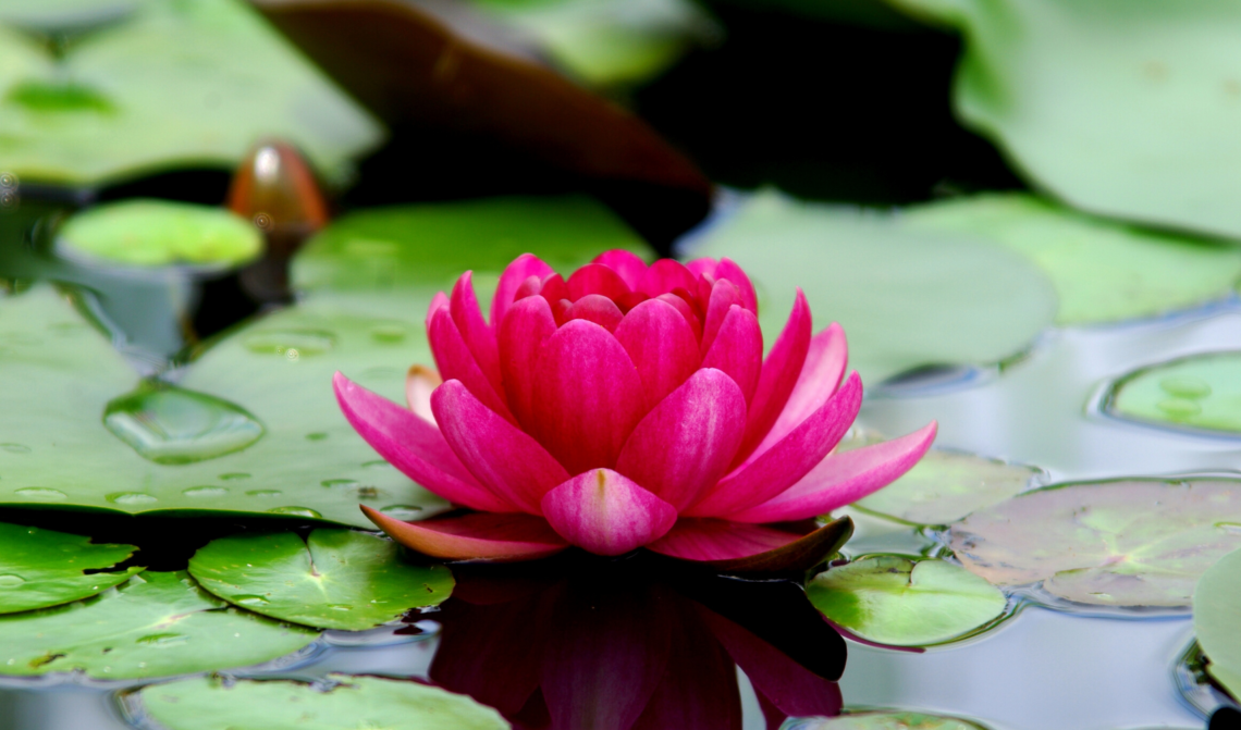 Is the future here? Self-cleaning lotus-inspired bioplastics that repel ...